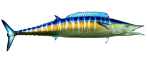 Maui Fishing Charters | Sport Fishing & Deep Sea Fishing Hawaii